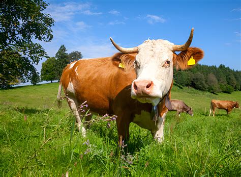 Powerful Strategies To Combat Coccidia In Cows Diagnosis And Prevention