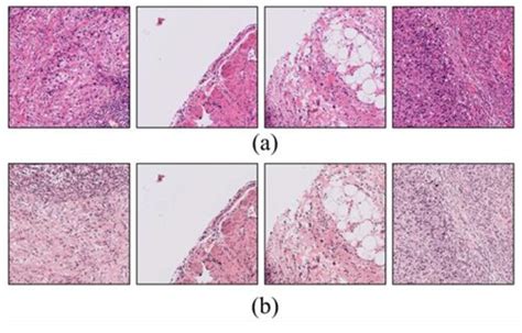 A The Original Images B Color Normalized Images Download