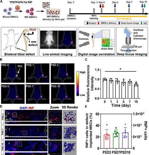 Single Cell Spatiotemporal Analysis Reveals Cell Fates And Functions Of Transplanted Mesenchymal