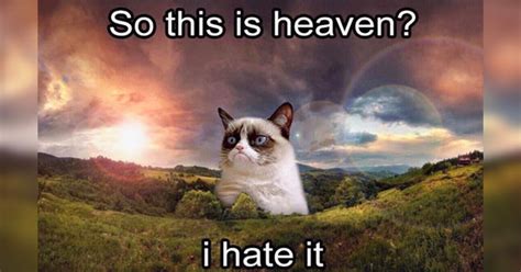 Meme Legend Grumpy Cat Has Died Here Are The Saddest Reactions And