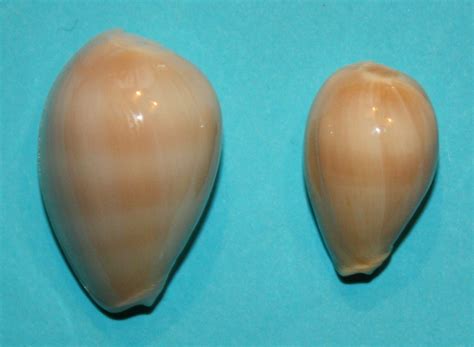 Persicula Testai Bozzetti 1993