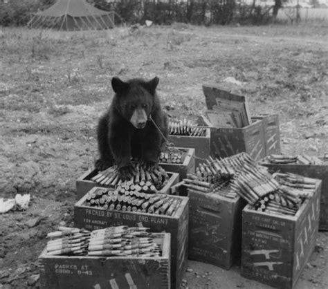 Pictured Here Is Roscoe Ann The Veterans Foundation Facebook