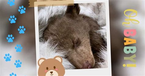 Abandoned Bear Cub Found Crying See The Crazy Way Hes Being Cared