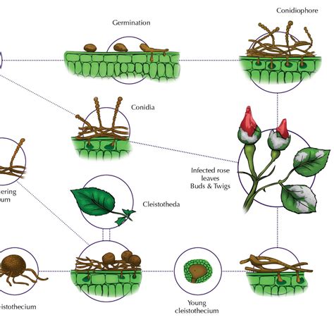 Oomycetes Life Cycle