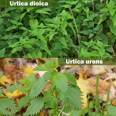 Urtica Dioica Vs Urtica Urens