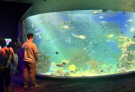 Magical Underwater Adventures Why Ripleys Aquarium Of The Smokies Is
