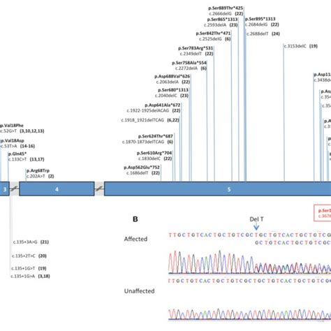 DSPP Mutation Analysis DSPP Mutations Are Indicated Against The Gene Download Scientific