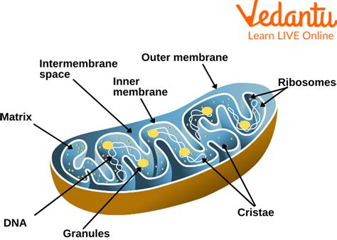 Mitochondria Structure Functions And Facts