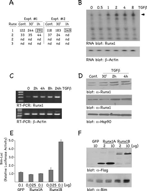 Runx1 Is A Co Activator With Foxo3 To Mediate Transforming Growth