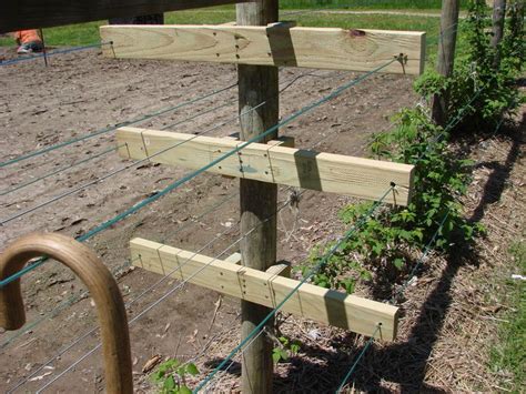 22 Best Raspberry Trellis Images On Pinterest Vegetable Garden Edible Garden And Fruit Garden