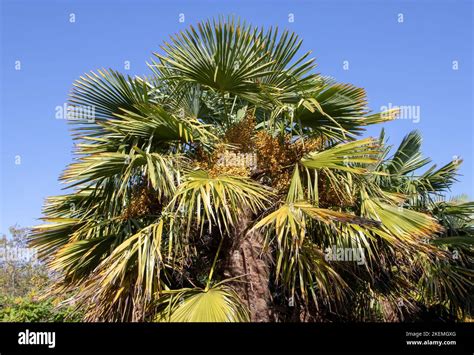Trachycarpus Fortunei The Chinese Windmill Palm Windmill Palm Or