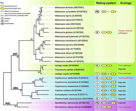 Molecular Phylogeny Mating System And Ecology Of Malassezia And Other