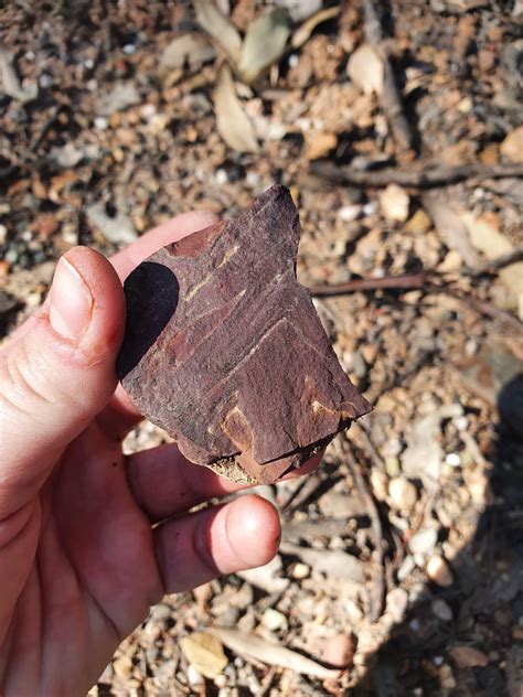 Fossil Strata Australia Investigating Reports Of Fossils R
