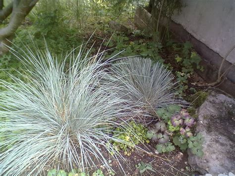 Rachel The Gardener Festuca Glauca Small Blue Clumping Grasses To