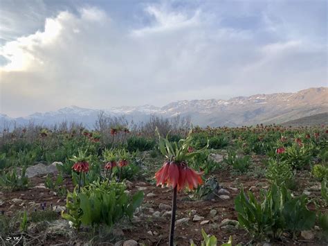 دشت لاله های واژگون؛ شکوهی به وسعت بهارعکس