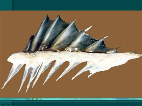 Fish Anatomy And Physilogy Ppt