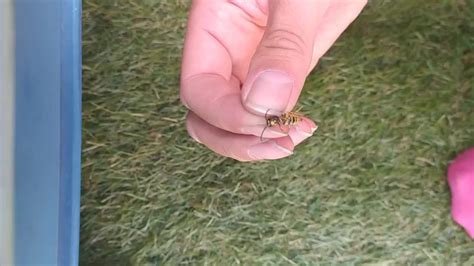 Ernest F On Linkedin The Sting Test Join Me For A Closer Look At