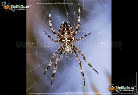 Cross Orbweaver