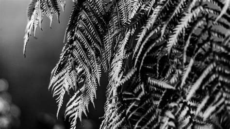 Premium Photo Close Up Of Rope Tied Up Tree