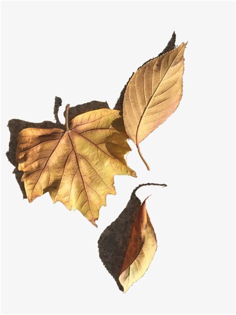 낙엽 몇 조각 자연 그림 잎 그림 자연 사진