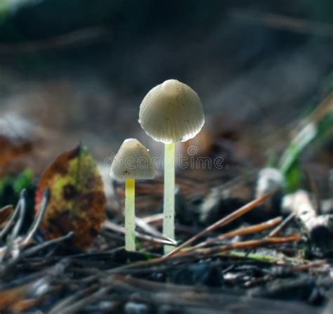 Small Toadstools Stock Image Image Of Lichen Fungus 63666521