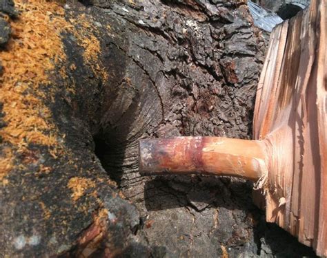 Morning Wood Woodwhores