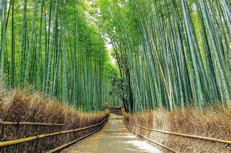 교토 And 나라 프라이빗 일일 투어 교토오사카고베 출발 교토와 나라의 아름다운 여행을 즐기세요 Funbooky