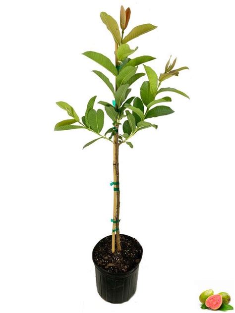 Guava Tree Ruby Supreme Artofit