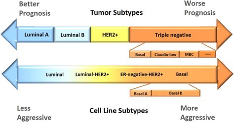 Comparison Of The Current Subtyping Schemes Between Breast Cancer Cell Download Scientific