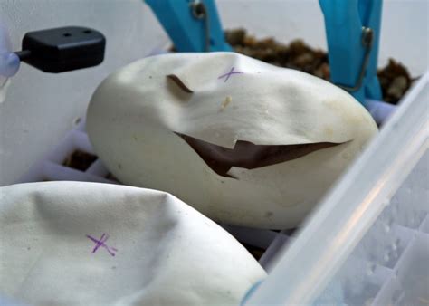 How To Breed Ball Pythons Step By Step Guide Reptile Advisor