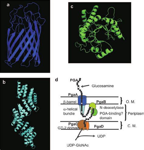 Hhpred Predictions Of Pga Protein Domain Structures A To C And A