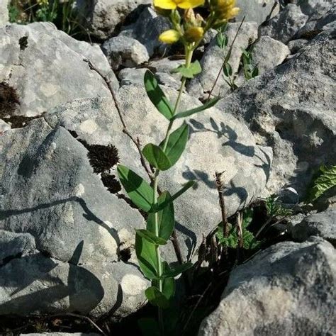 Alpine St Johns Wort Hypericum Richeri Plant Care And How To Grow Water