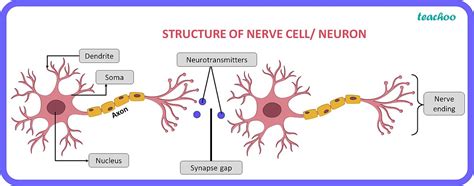 Neurons - Structure, Function and types [Biology Class 10]