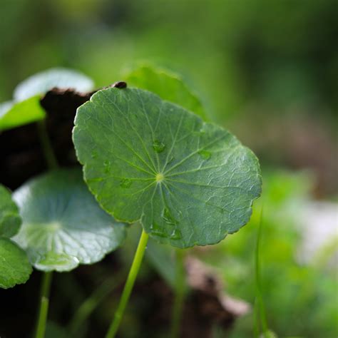 Pennywort Kauai Farmacy