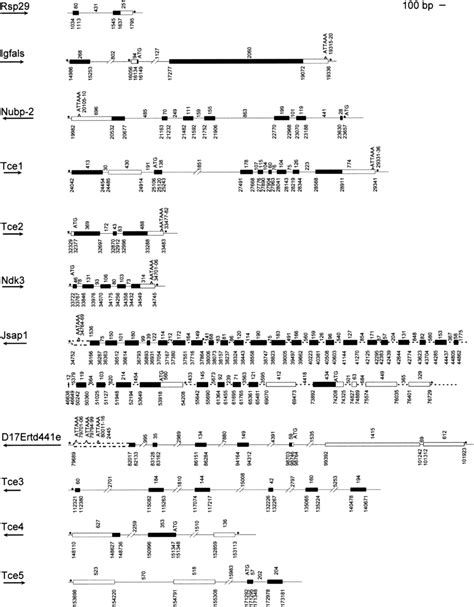 Gene Structures For All Known And Putative Genes Coordinates Are Download Scientific Diagram