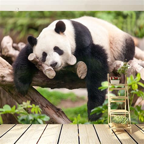 Panda Che Dorme