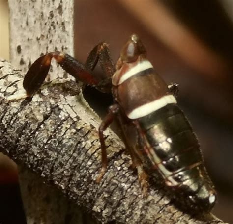 Unknown Hopper From Australia What S That Bug