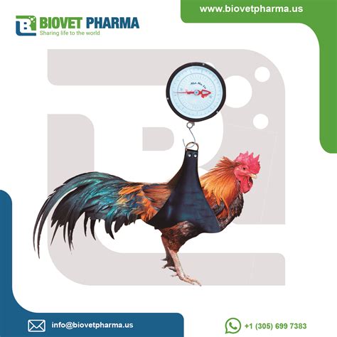 Analog Scale With Girdle Biovet Pharma Analog Scale With Girdle Biovet Pharma
