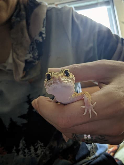 Lil Frog Smile Babe 💛 Rleopardgeckos