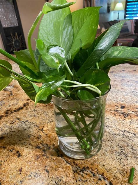 The Easy Way To Propogate A Pothos Plant Hubpages