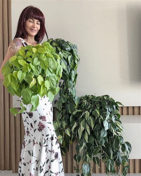 Philodendron Lemon Lime Philo A Fun New Houseplant Option