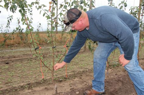 Apple Growers Moving To Multileaders Growing Produce