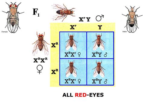 Sex Linkage And Sexing Steemit