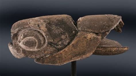 Placoderm Fossil Rfakefossilid