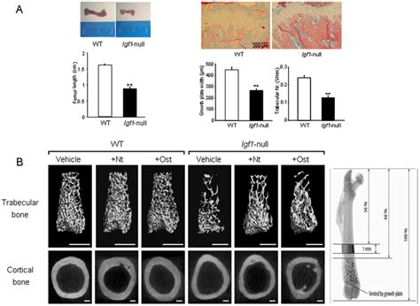 Bone Structure In Wild Type And Igf1 Null Mice With Or Without Pthrp