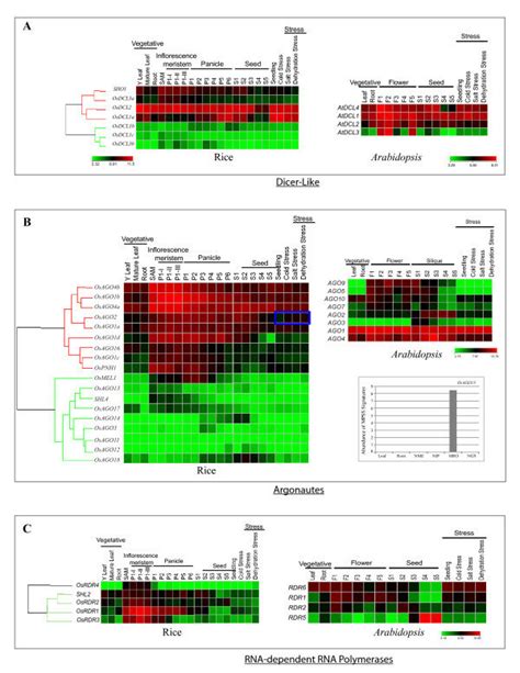 Microarray Based Expression Analysis Of Dicer Like Argonaute And Rdr