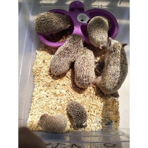 Jual Landak Mini Shopee Indonesia