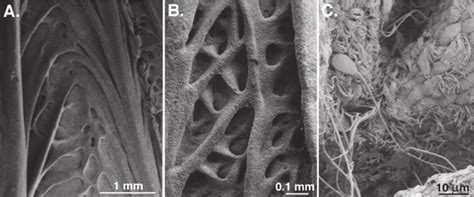 Scanning Electron Micrographs Of The Bovine Uterotubal Junction And