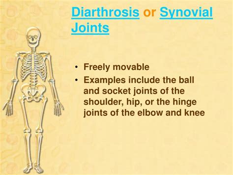 Ppt Skeletal System Powerpoint Presentation Free Download Id4392544