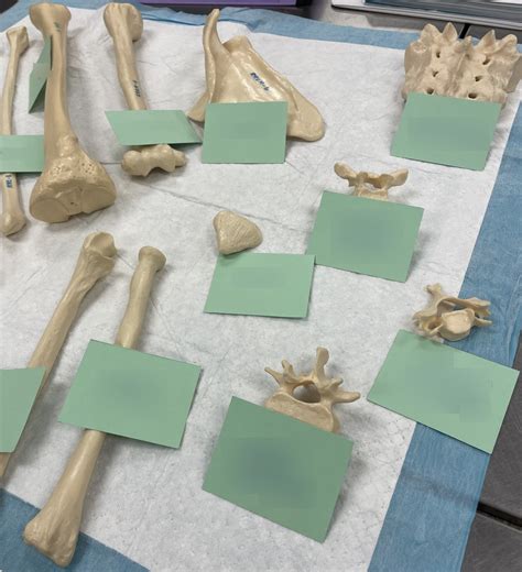 Bones Diagram Quizlet